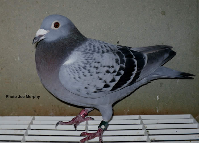 J M25914 | Elimar Pigeon Services Limited