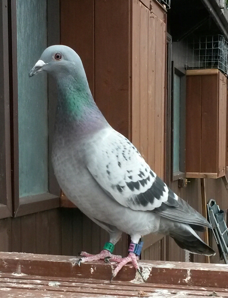 gary spavin pigeons