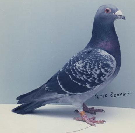 Parkinson1 09-03-20 | Elimar Pigeon Services Limited