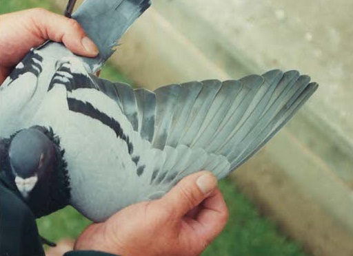 30-03-16 | Elimar Pigeon Services Limited