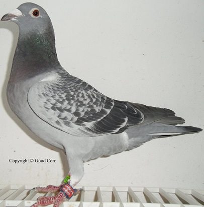 Around The U N C 17-05-19 - Elimar Pigeon Services Limited