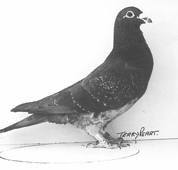 A Loft Profile On Davie Pirie of Aberdeen | Elimar Pigeon Services Limited