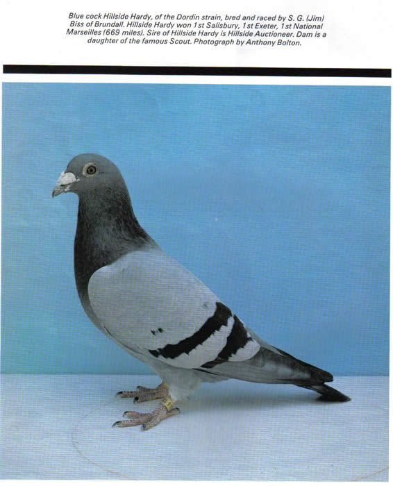 Jim Biss The Maestro of The Marathon | Elimar Pigeon Services Limited