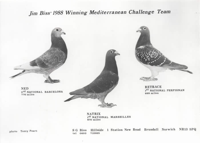 Jim Biss The Maestro of The Marathon | Elimar Pigeon Services Limited