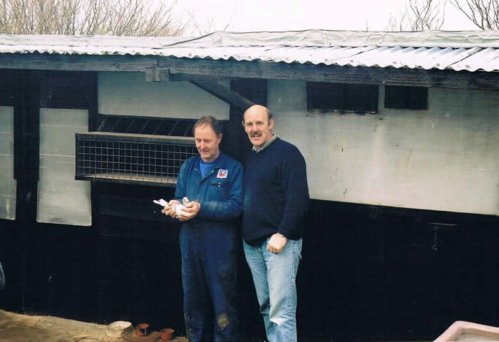 Colin Bush's Mealy Pau Hen | Elimar Pigeon Services Limited