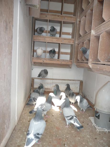 gary spavin pigeons