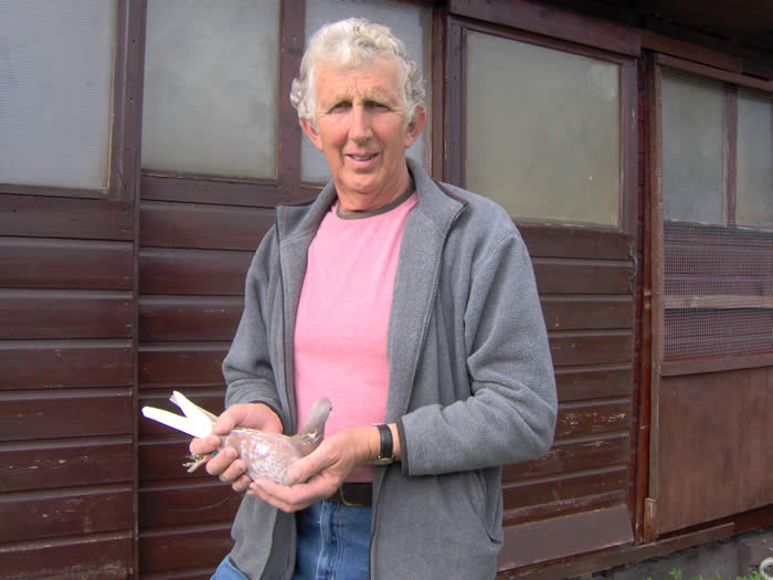 Dennis Ford of Blaenavon The Master Strikes Again! | Elimar Pigeon ...