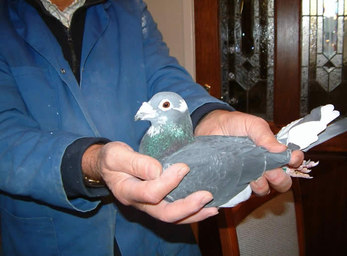 Brian Dearn of Darwen | Elimar Pigeon Services Limited