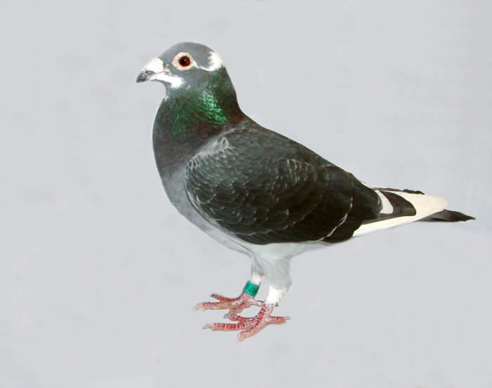 Brian Dearn of Darwen | Elimar Pigeon Services Limited