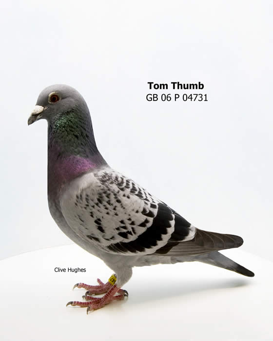 The Art of Breeding, Conditioning & Racing Pigeons at The Extreme ...