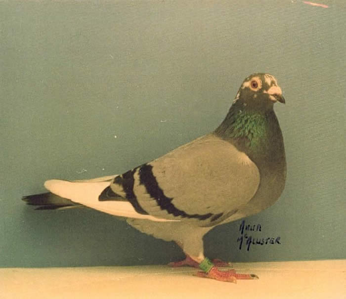 The Art of Breeding, Conditioning & Racing Pigeons at Long Distances ...