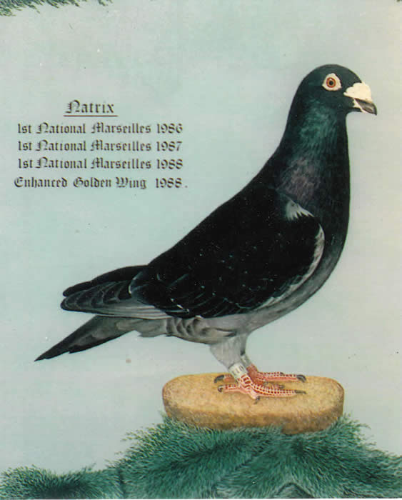 Kmtop12 | Elimar Pigeon Services Limited