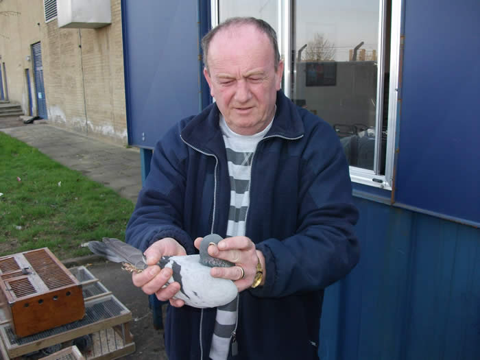 Fermoy 1 - Elimar Pigeon Services Limited