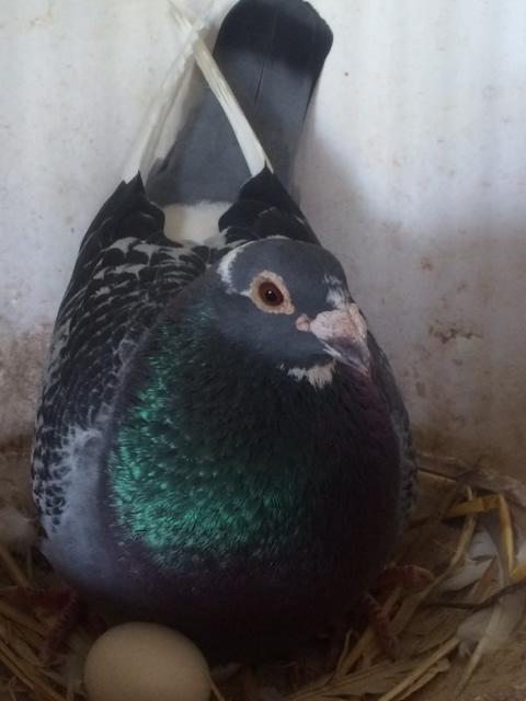 Liam Mccall of Wicklow 2014 IHU NFC St Malo Winner | Elimar Pigeon ...