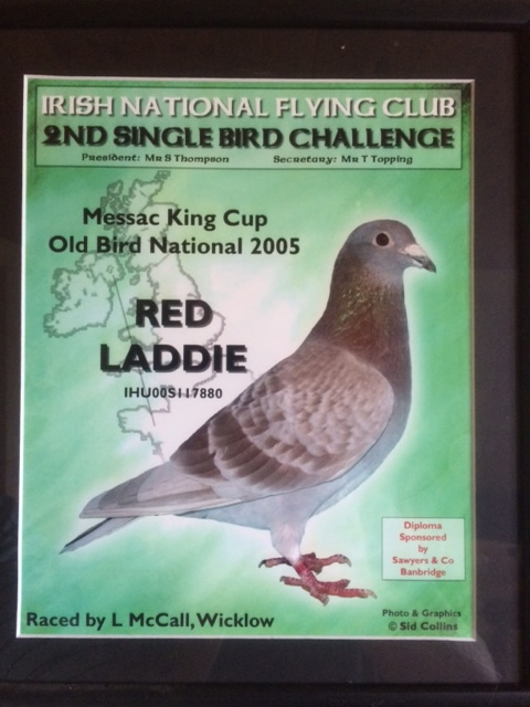 Liam Mccall of Wicklow 2014 IHU NFC St Malo Winner | Elimar Pigeon ...