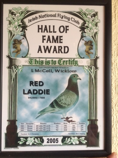 Liam Mccall of Wicklow 2014 IHU NFC St Malo Winner | Elimar Pigeon ...