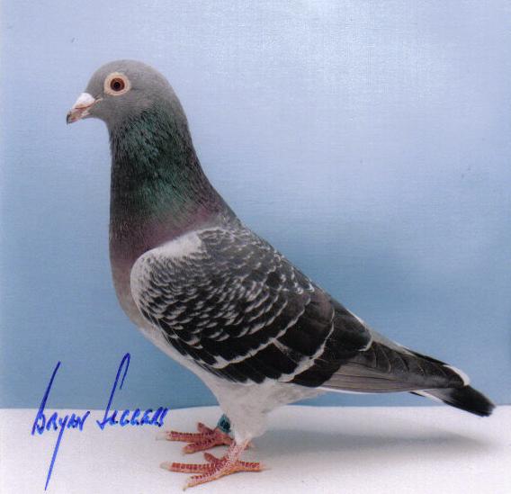 Mr & Mrs Jim Peters | Elimar Pigeon Services Limited