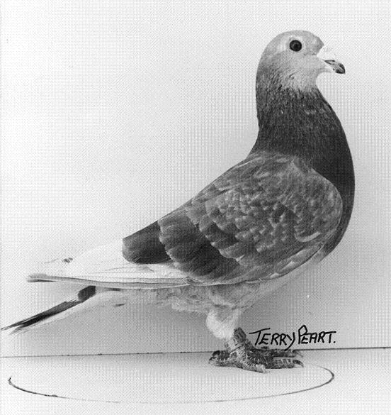 Jim Biss The Maestro of The Marathon | Elimar Pigeon Services Limited