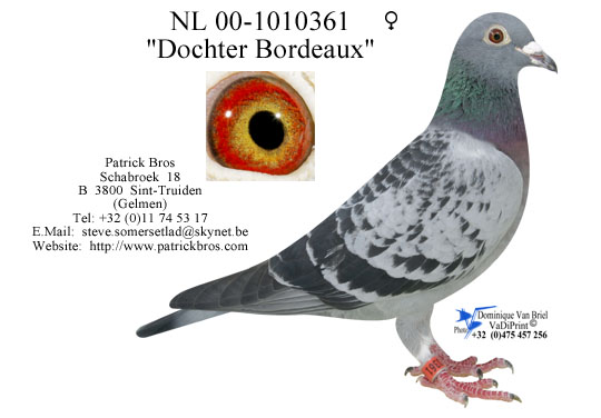 The Art of Breeding, Conditioning & Racing Pigeons at The Extreme ...