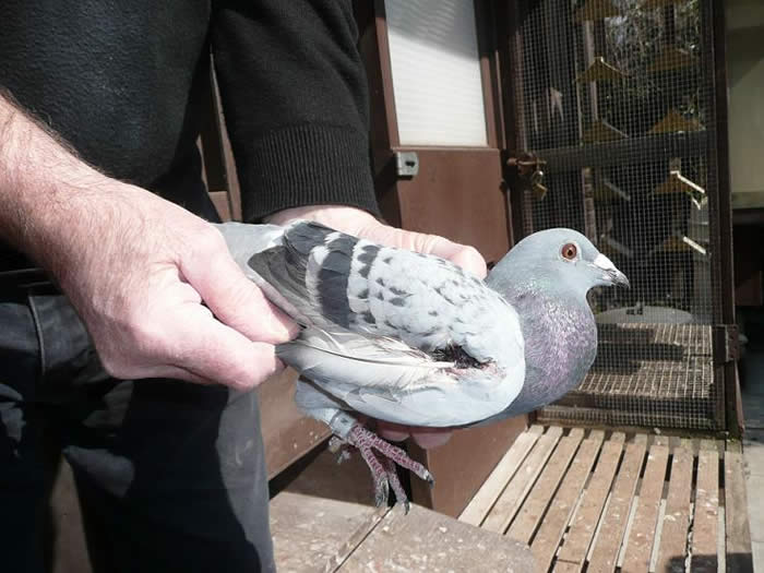 gary spavin pigeons