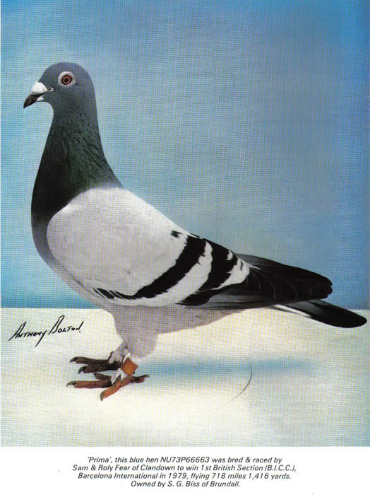 Jim Biss The Maestro of The Marathon | Elimar Pigeon Services Limited