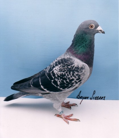 Andy Parsons | Elimar Pigeon Services Limited