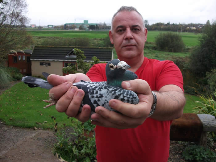 Clonmel - April 2013 - Elimar Pigeon Services Limited