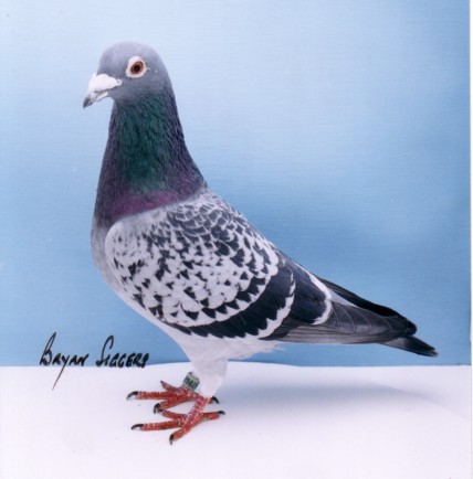 The Art of Breeding, Conditioning & Racing Pigeons at Long Distances ...