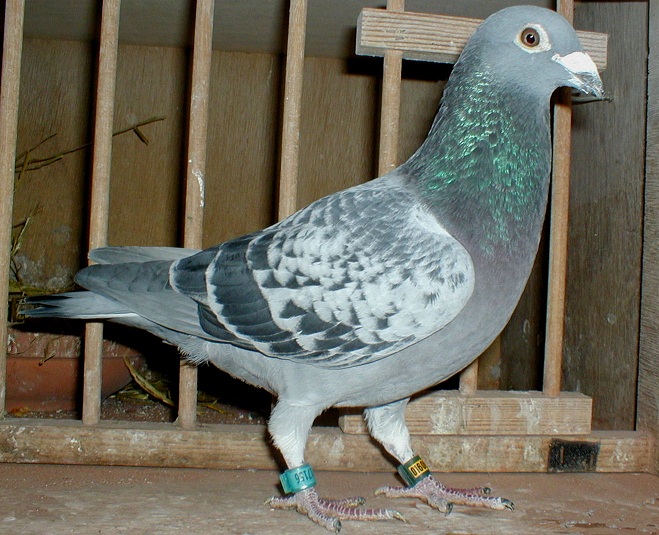 P274 | Elimar Pigeon Services Limited
