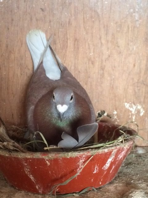 Dave Kenny of Balbriggan - Elimar Pigeon Services Limited
