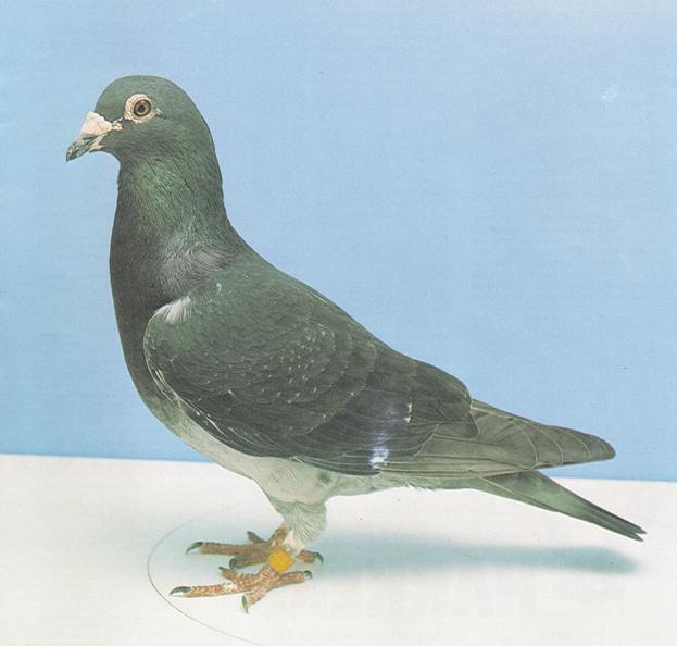 Jim Biss The Maestro of The Marathon | Elimar Pigeon Services Limited