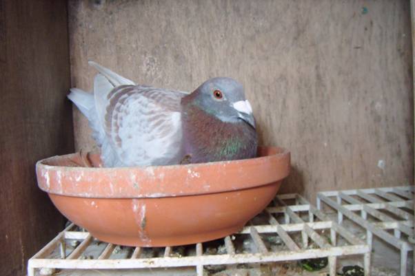 Alan Shinton | Elimar Pigeon Services Limited