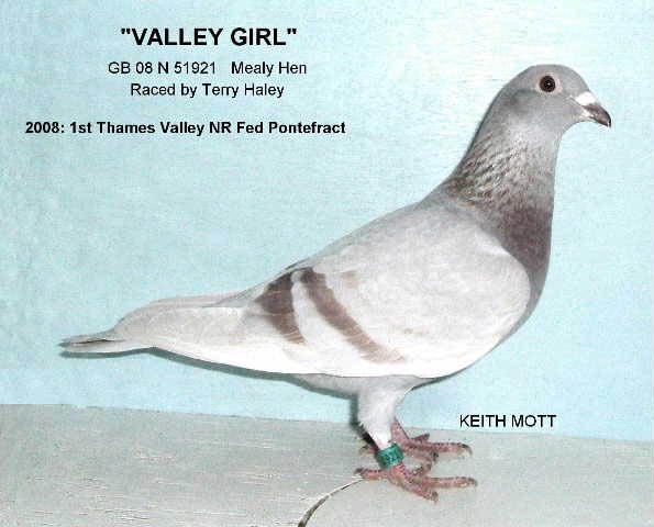 Terry Haley of Abbots Langley - Elimar Pigeon Services Limited