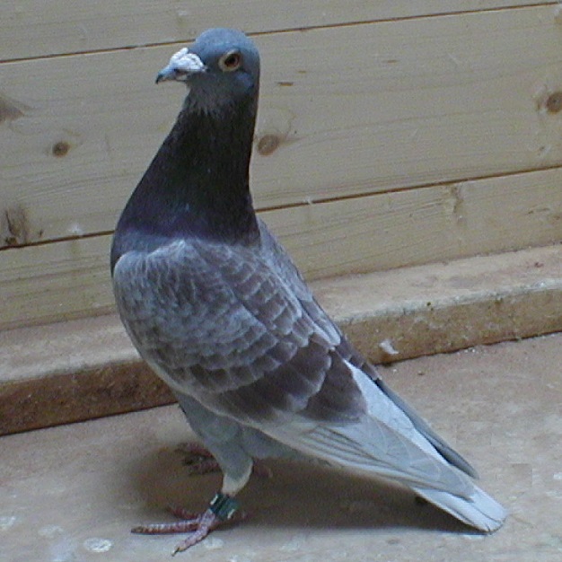 gary spavin pigeons
