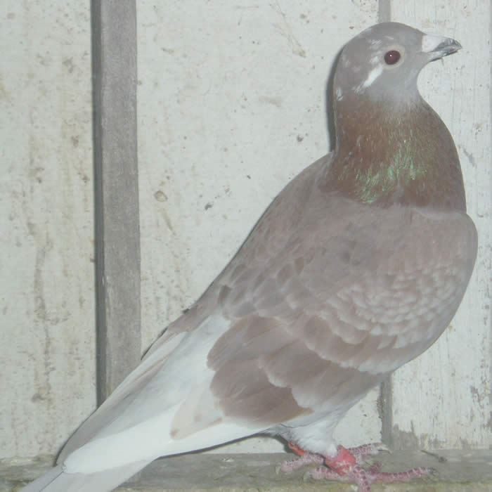 Par | Elimar Pigeon Services Limited
