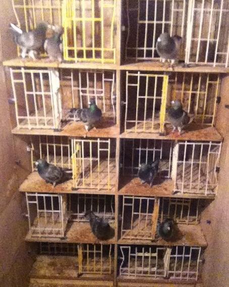 My Barcelona Dream Part 3 - Elimar Pigeon Services Limited