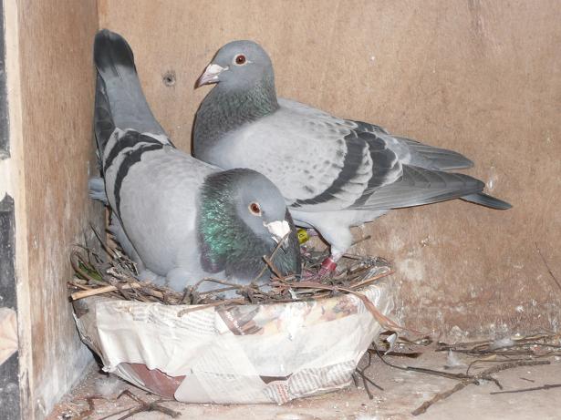 gary spavin pigeons