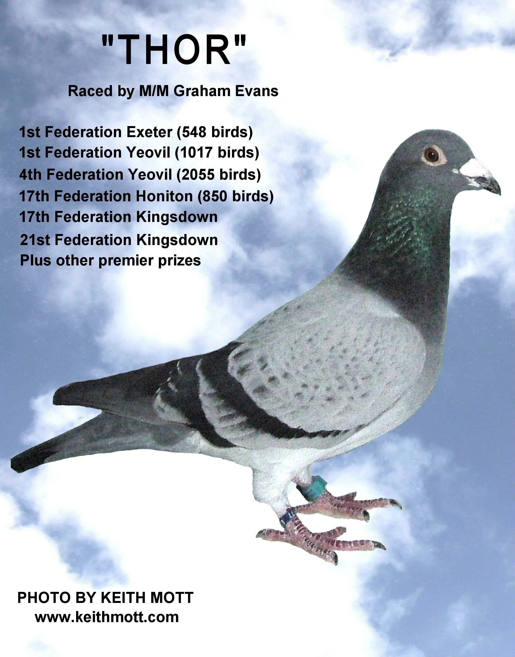 Mr. & Mrs. Graham Evans of Brentford. - Elimar Pigeon Services Limited