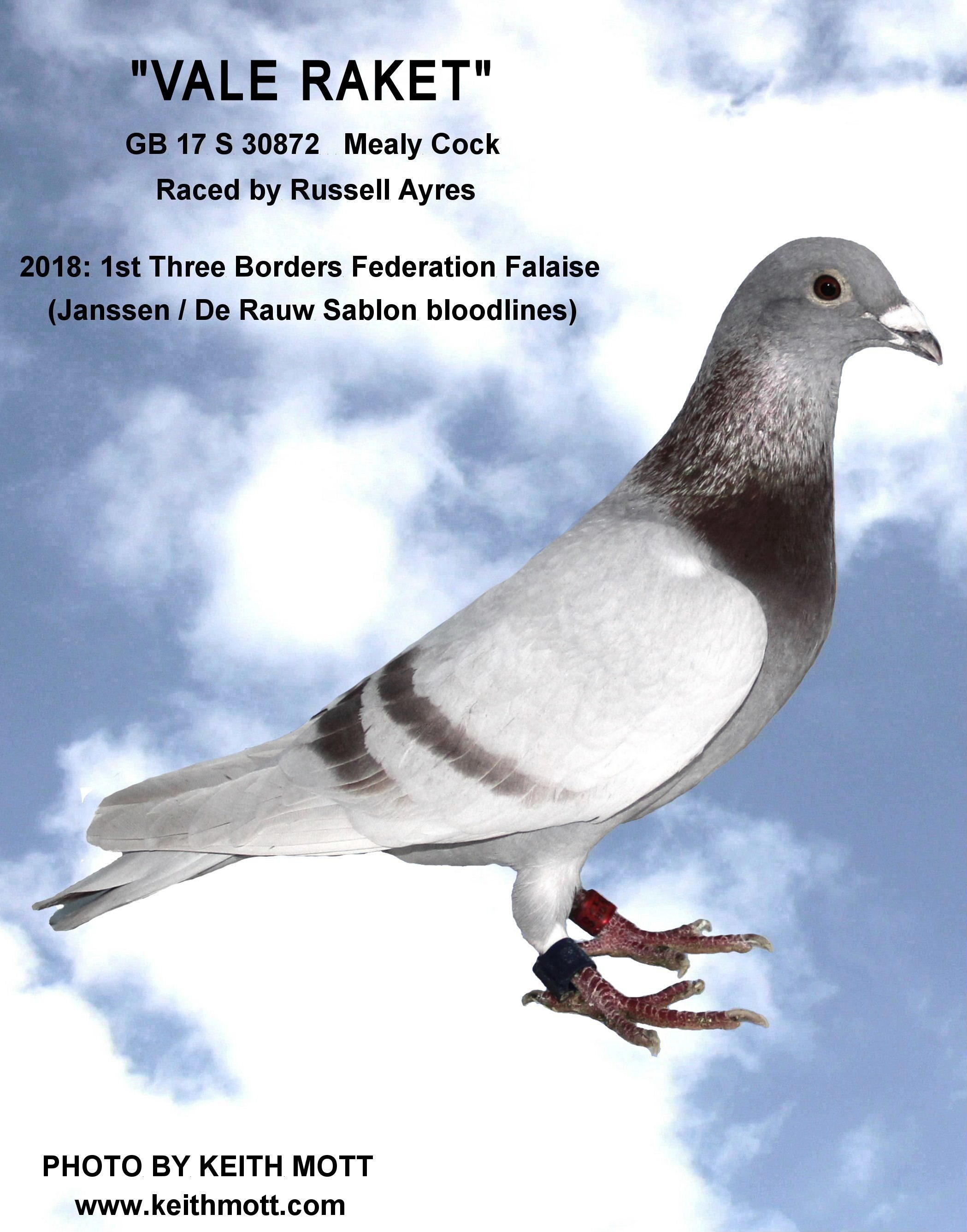 Mr. & Mrs. Graham Evans of Brentford. - Elimar Pigeon Services Limited