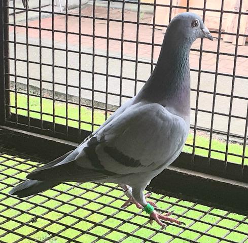 INFC Race report by Homer - Skibbereen YB Nat - 09-10-23 | Elimar ...