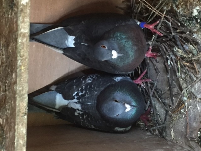 Richard Scott of Shropshire, an 800-mile fancier by Jim Emerton ...