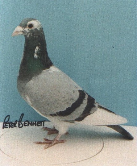 The Joe Murphy Column - 26-01-23 | Elimar Pigeon Services Limited