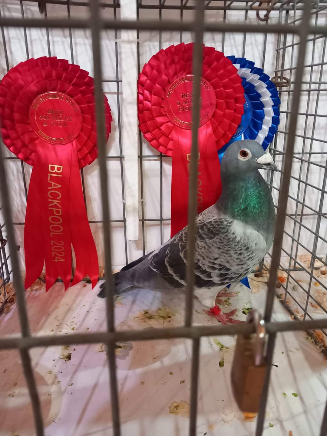 Journey's End with Jordan Hughes - 20-02-24 | Elimar Pigeon Services ...