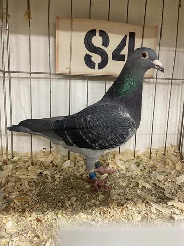 Homers Odyssey 05/12/23 - NIPA Club Show Results - 06-12-23 | Elimar ...