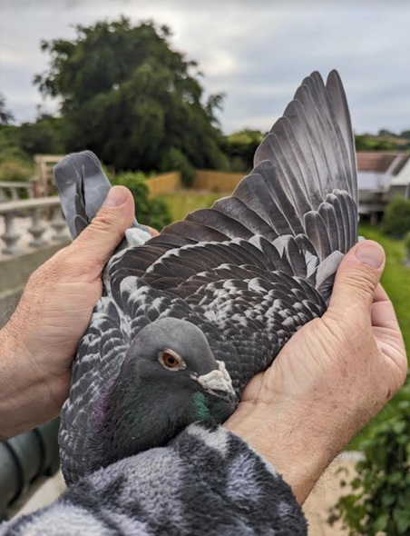 JOURNEY’S END - N.I.P.A NOTES – SECTIONS C, D, F, & G - 24-07-24 ...