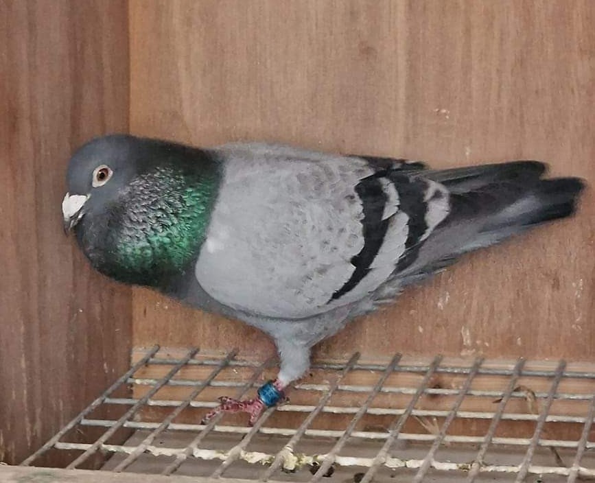 JOURNEY’S END - N.I.P.A NOTES – SECTIONS C, D, F, & G - 24-07-24 ...