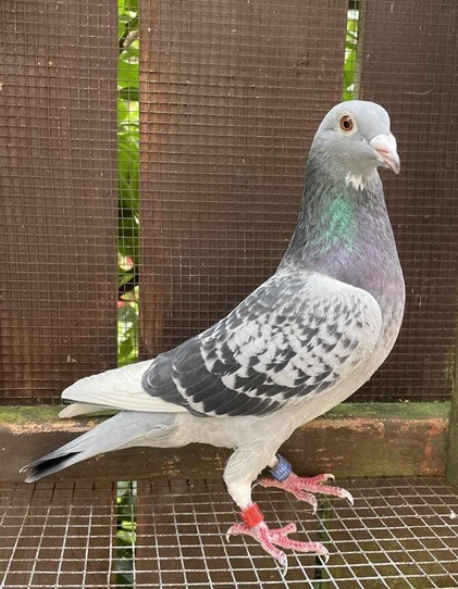 NIPA - Opening Race of 2024 - 24-04-24 | Elimar Pigeon Services Limited