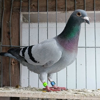 Journey's End with Jordan Hughes - 03-06-24 | Elimar Pigeon Services ...