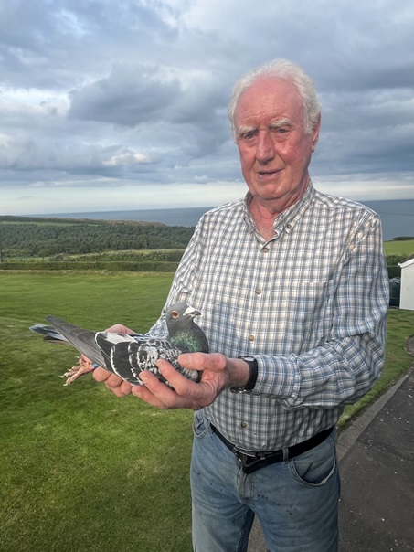 Kings Cup Race Report by Homer - 31-07-24 | Elimar Pigeon Services Limited