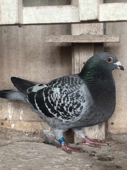 Kings Cup Race Report by Homer - 31-07-24 | Elimar Pigeon Services Limited